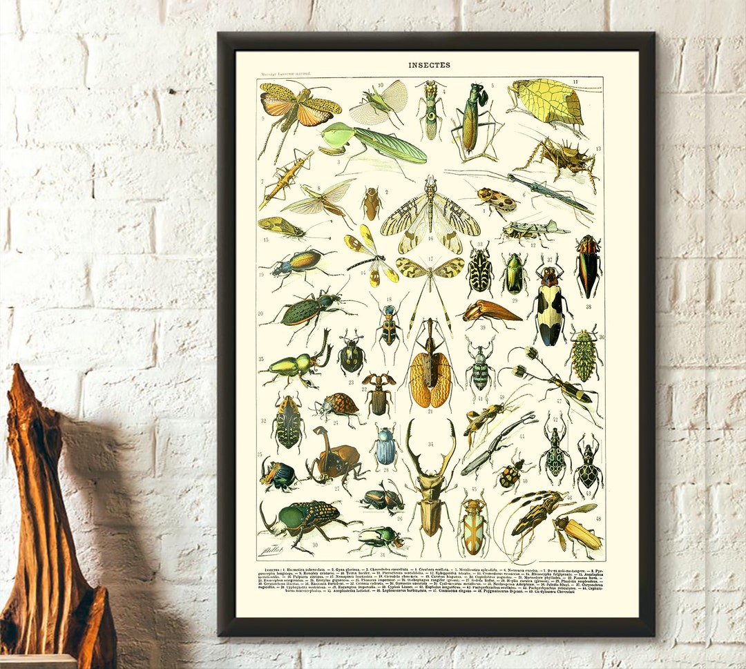Premium Quality Poster: Insects Vintage Science Print 1909 Adolphe ...