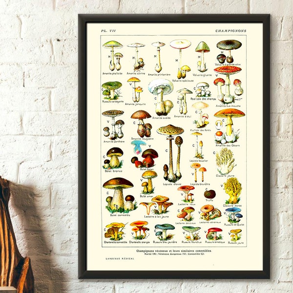 Mushroom Poster - Etsy