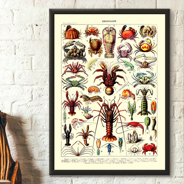 Crustacean Print - Etsy
