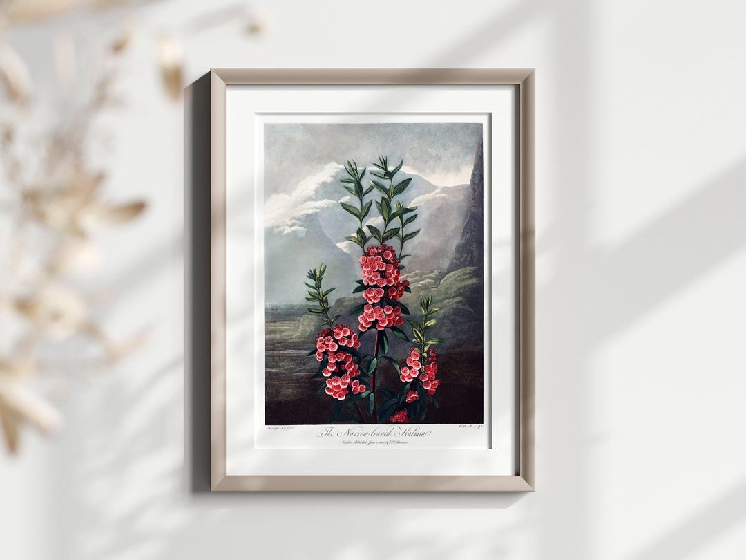 Vintage Botanical Flower Illustration Print, Narrow Leaved Kalmi Apple ...