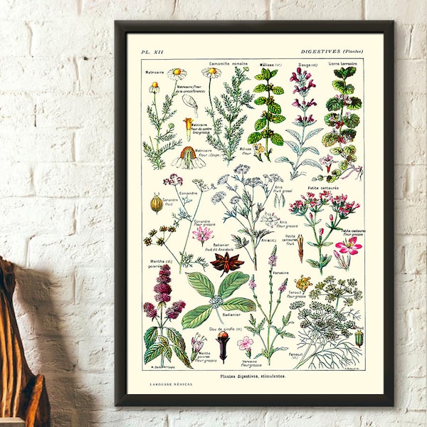 Botanical Poster - Etsy