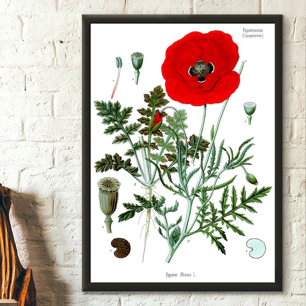 Poppy Poster - Etsy UK