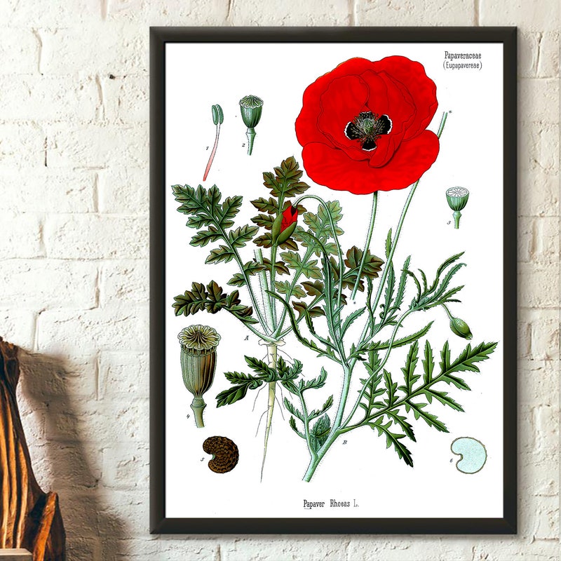 Poppy Poster - Etsy UK