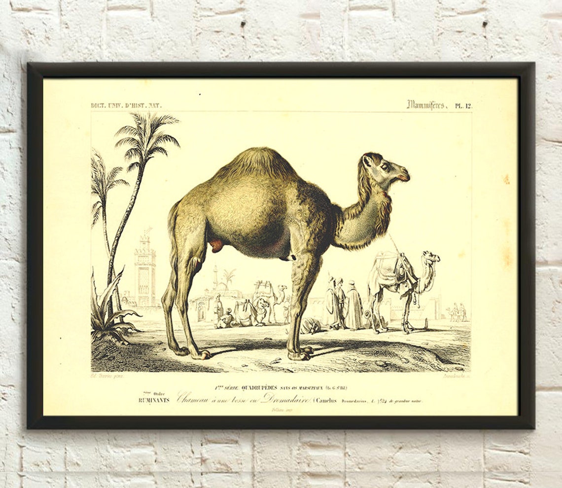 Vintage Camel Print Camel Poster Animal Illustrations | Etsy