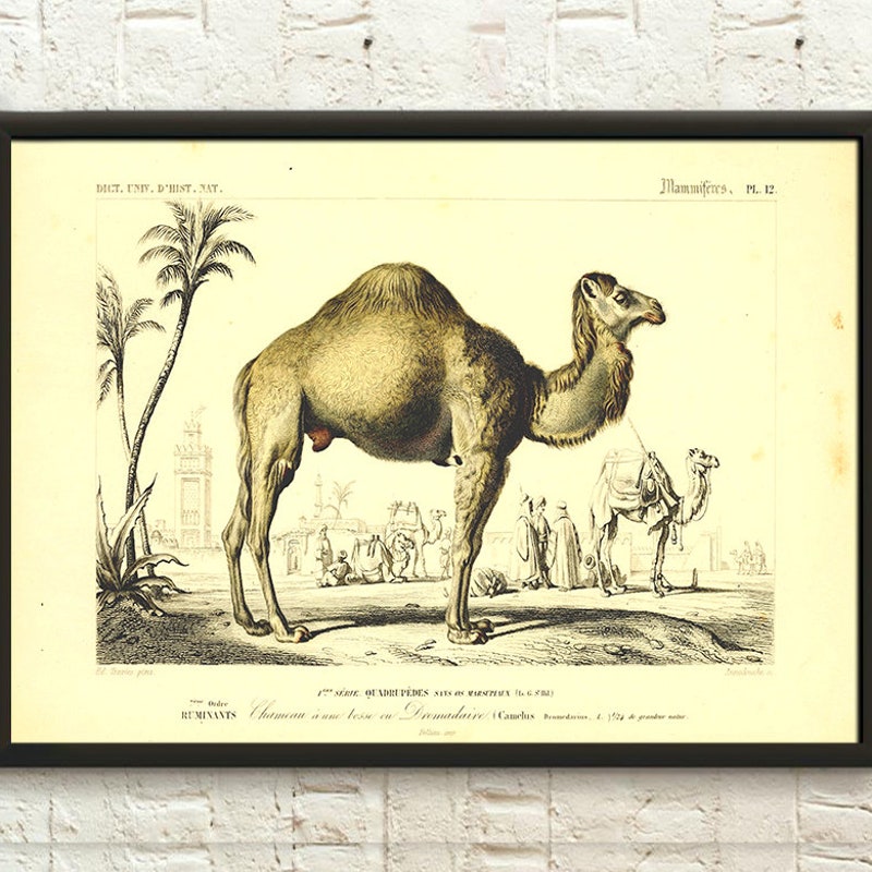 Camel Prints - Etsy