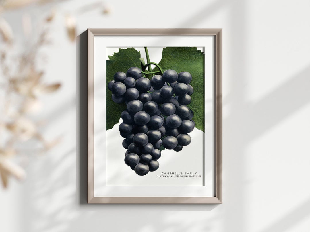 Vintage Botanical Grape Print, Kitchen Wall Art, Fruit Illustration ...