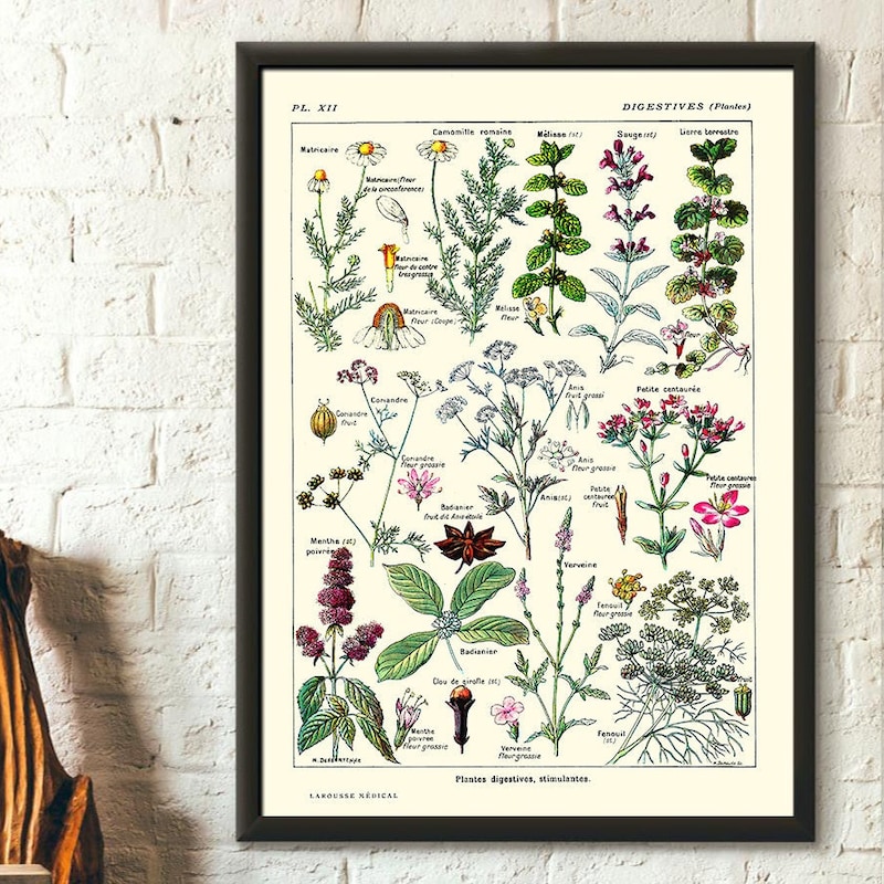 Botanical Poster - Etsy