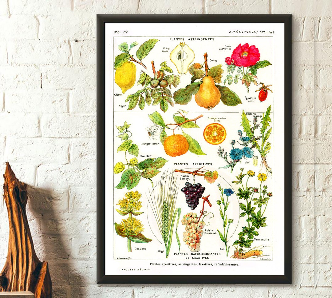 Premium Quality Poster: Vintage Botanical Print Plante Apéritive ...