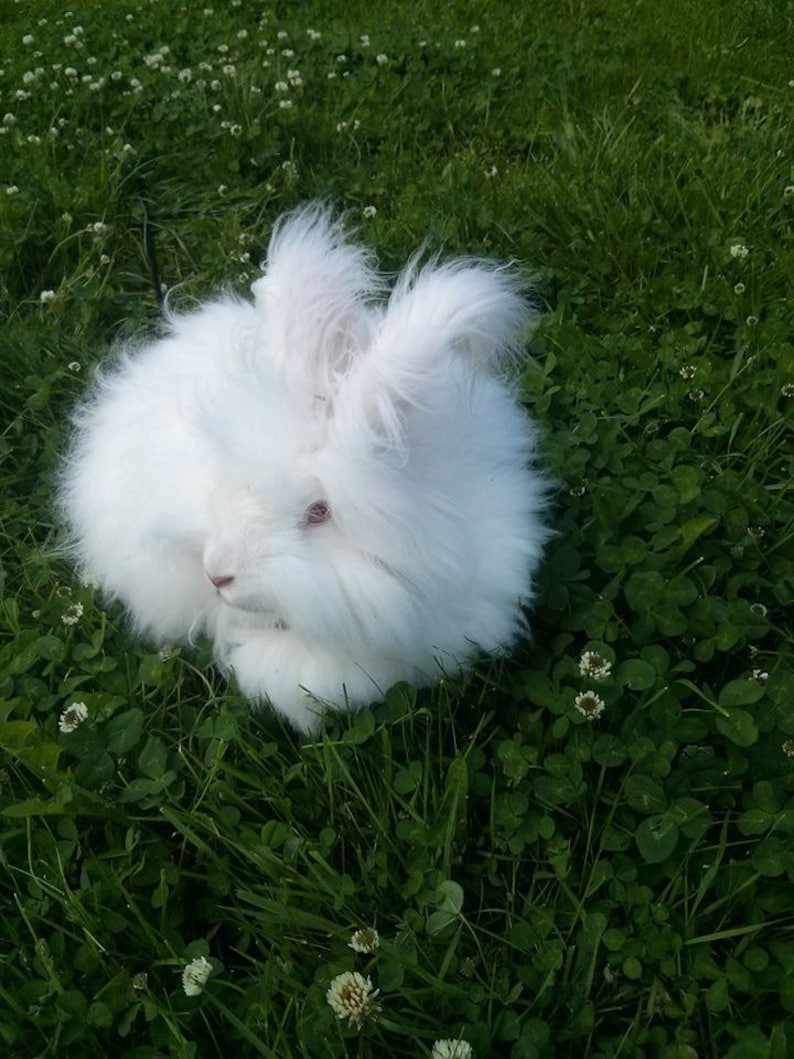 1 Ounce White Angora Fiber English Angora Wool Rabbit Fur Fibers Raw ...