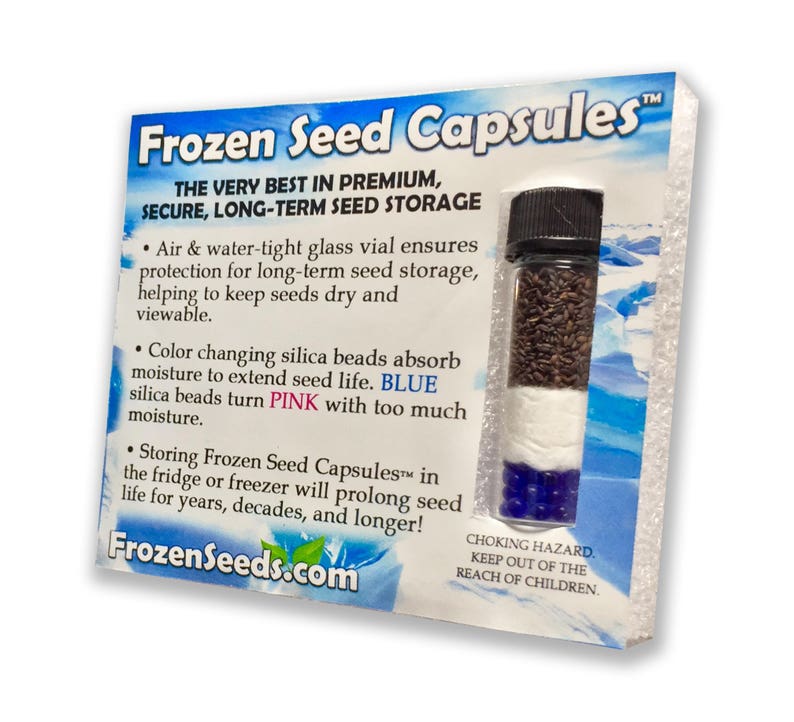 Greek Catnip Seeds nepeta Parnassica Packet of 50 Seeds | Etsy