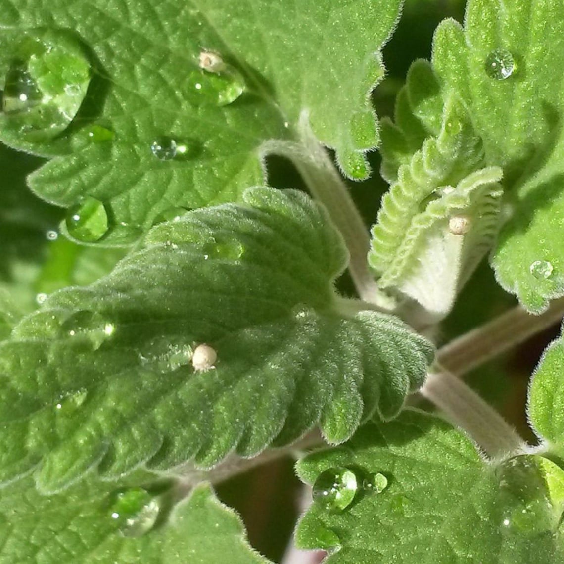 Greek Catnip Seeds (nepeta Parnassica) Packet of 50 Seeds - Palm Beach ...