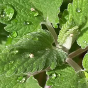 Greek Catnip Seeds nepeta Parnassica Packet of 50 Seeds - Etsy