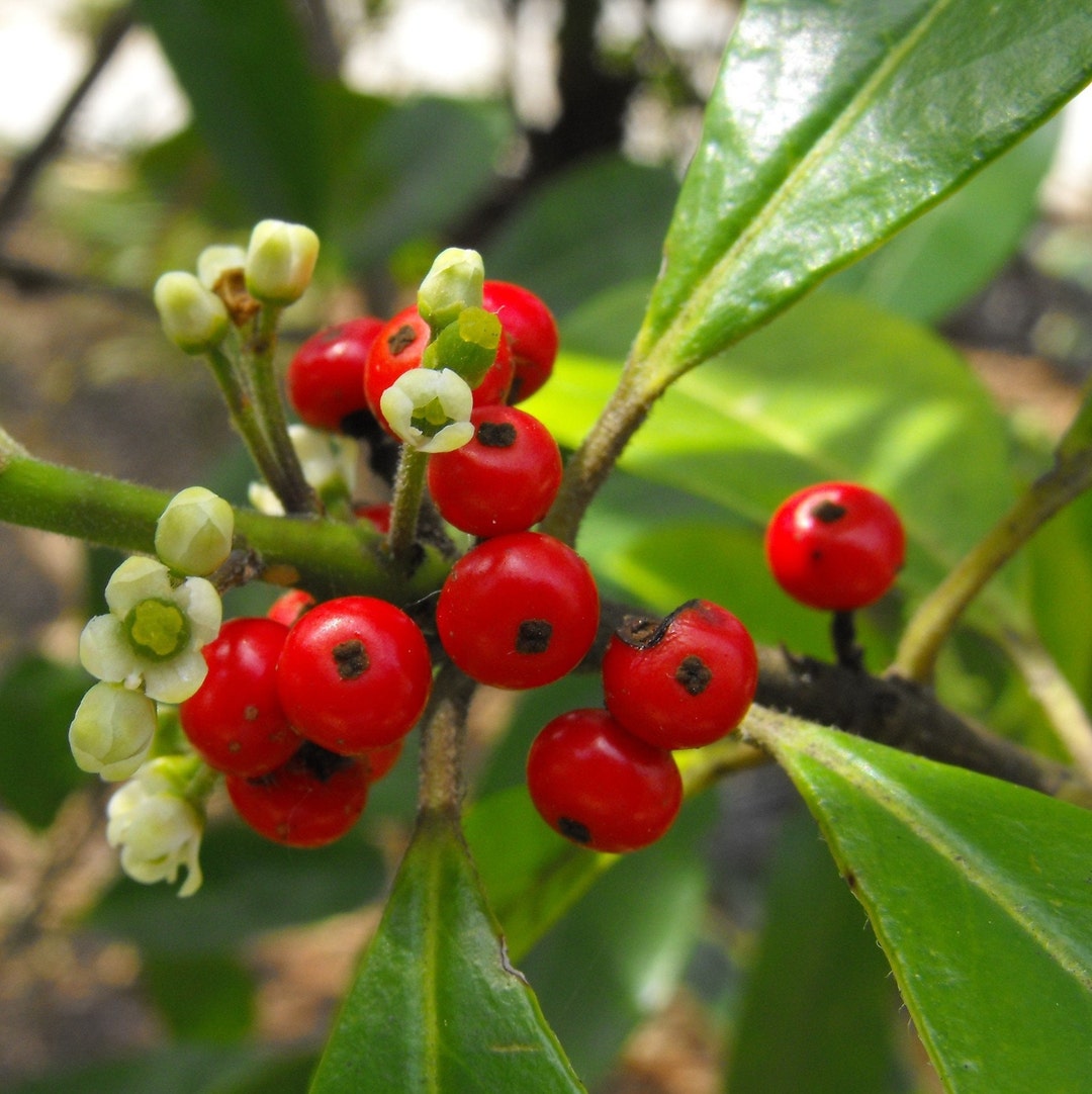 Yerba Mate Seeds (ilex Paraguariensis) Packet of 10 Seeds - Palm Beach ...