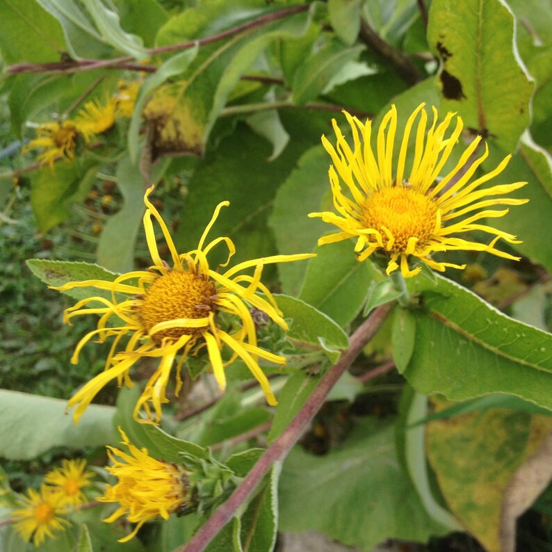 Elecampane Seeds inula Helenium 40 Seeds in Frozen Seed - Etsy