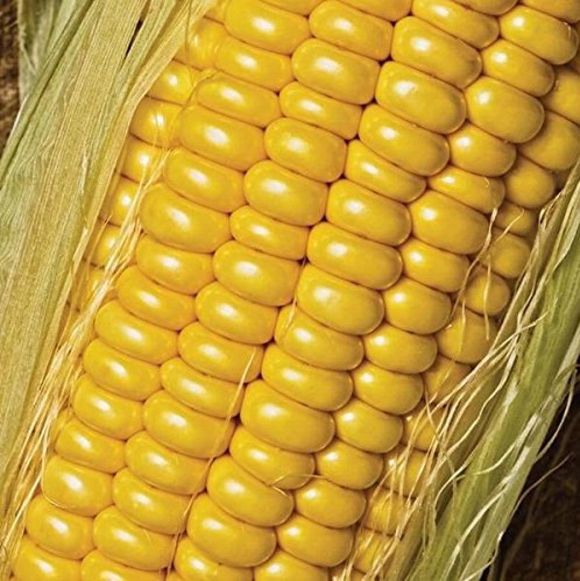 Golden Jubilee Sweet Corn Seeds Packet of 20 Seeds Palm | Etsy