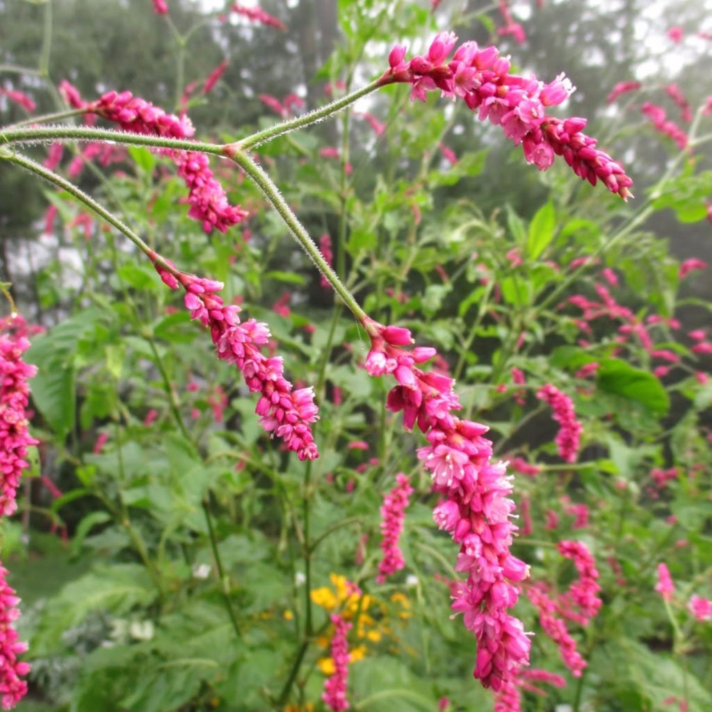 Kiss-me-over-the-garden-gate Seeds polygonum Orientale | Etsy