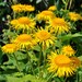 Elecampane Seeds inula Helenium 40 Seeds in Frozen Seed - Etsy