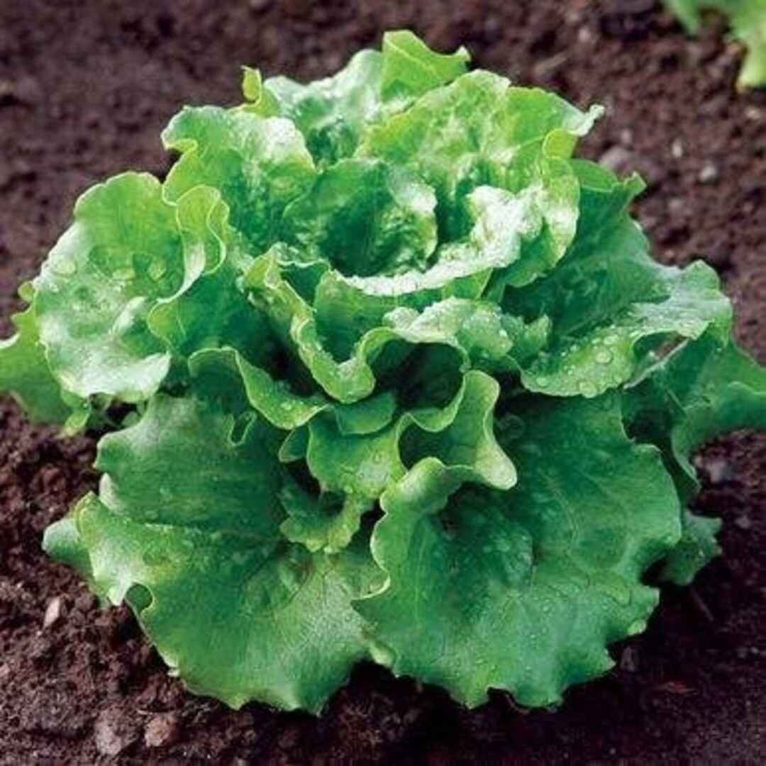 Concept Organic Lettuce Seeds (lactuca Sativa) Packet of 20+ Seeds ...