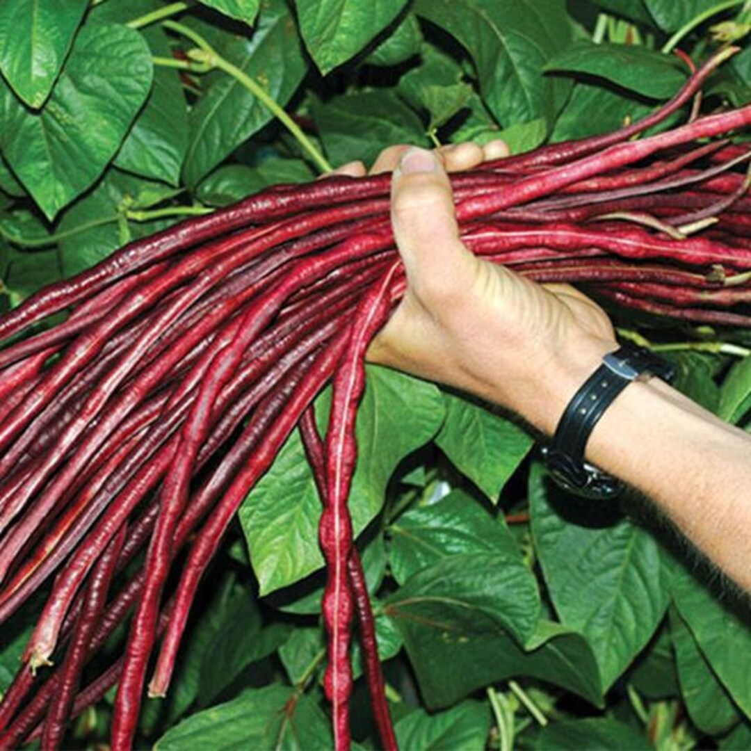 Chinese Red Noodle Long Bean Seeds - Packet of 10 Seeds - Palm Beach ...