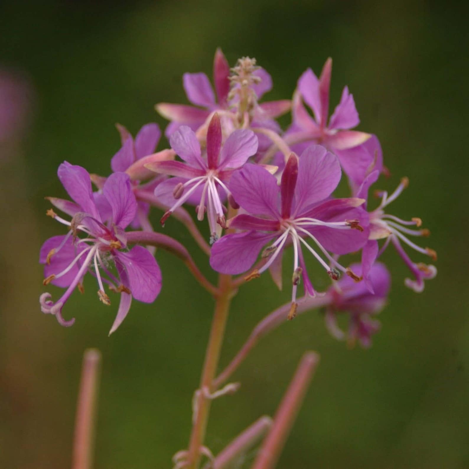 Fireweed Seeds epilobium Angustifolium 50 Seeds in Frozen - Etsy