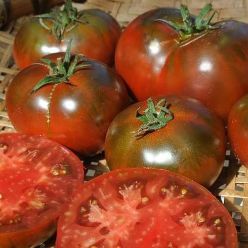 Paul Robeson Tomato Seeds Packet of 20 Seeds - Palm Beach Seed Company ...