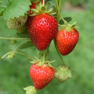 Scarlet Strawberry Seeds (fragaria Virginiana) Packet of 20+ Seeds ...