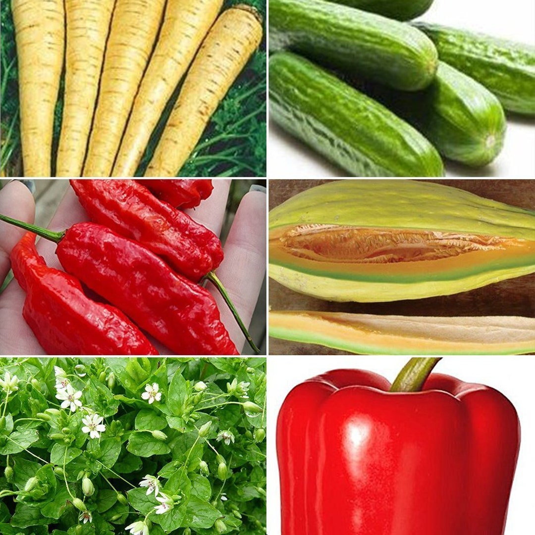 Heirloom Vegetable Garden Seeds Collection #3 - 6 Pack Variety of Seeds ...