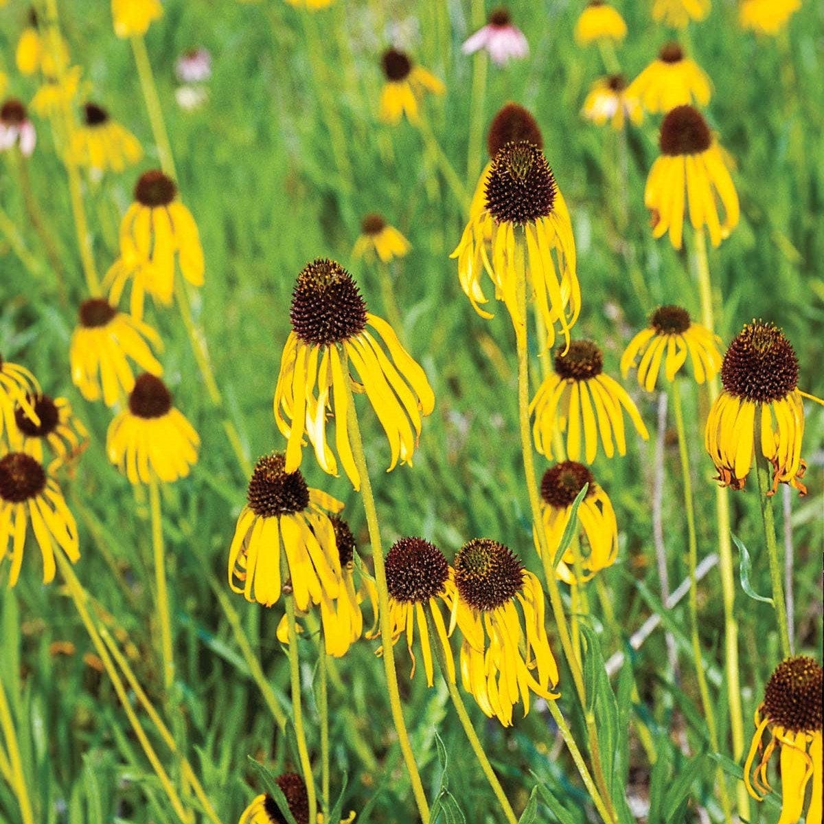 Yellow Coneflower