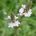Vervain Seeds verbena Officinalis 40 Seeds in Frozen Seed Capsules™ for ...