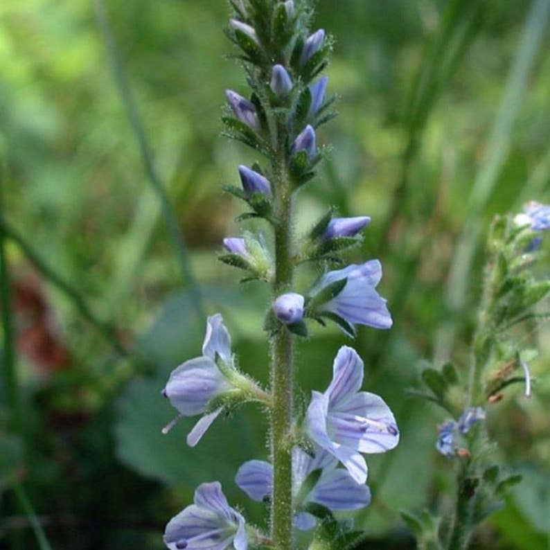 Speedwell Seeds veronica Officinalis 30 seeds in Frozen - Etsy