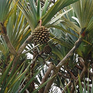 Pandanus Palm Seeds (pandanus Utilis) Packet of 5+ Seeds - Palm Beach ...