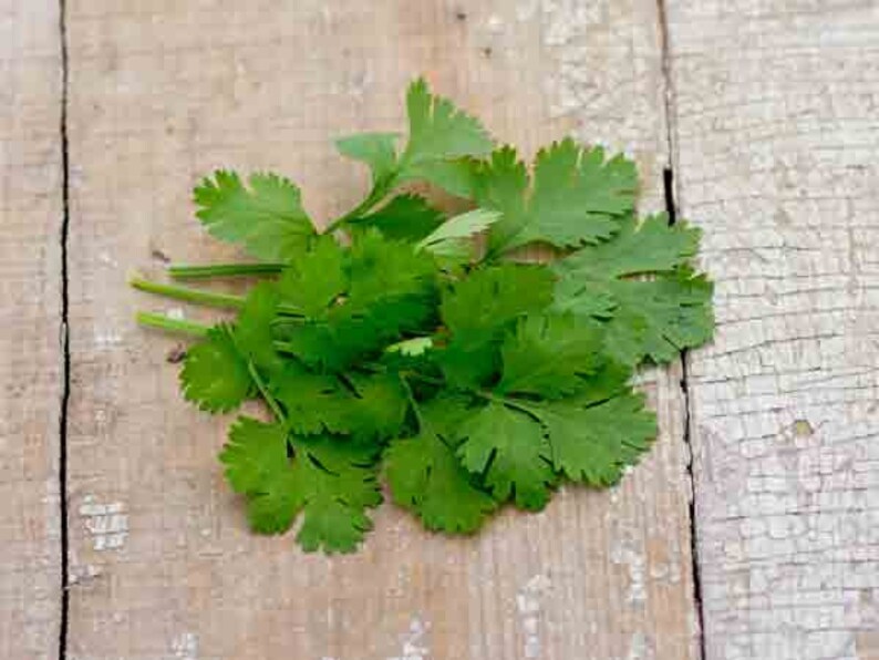 Cilantro Seeds (coriandrum Sativum) 20+ Seeds in Frozen Seed Capsules ...