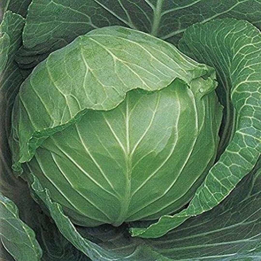 Copenhagen Market Cabbage Seeds - Packet of 100 Seeds - Palm Beach Seed ...