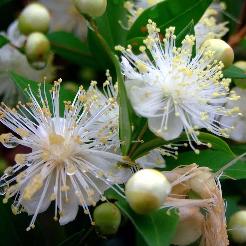 Greek Myrtle Seeds (myrtus Communis) Packet of 20 Seeds - Palm Beach ...