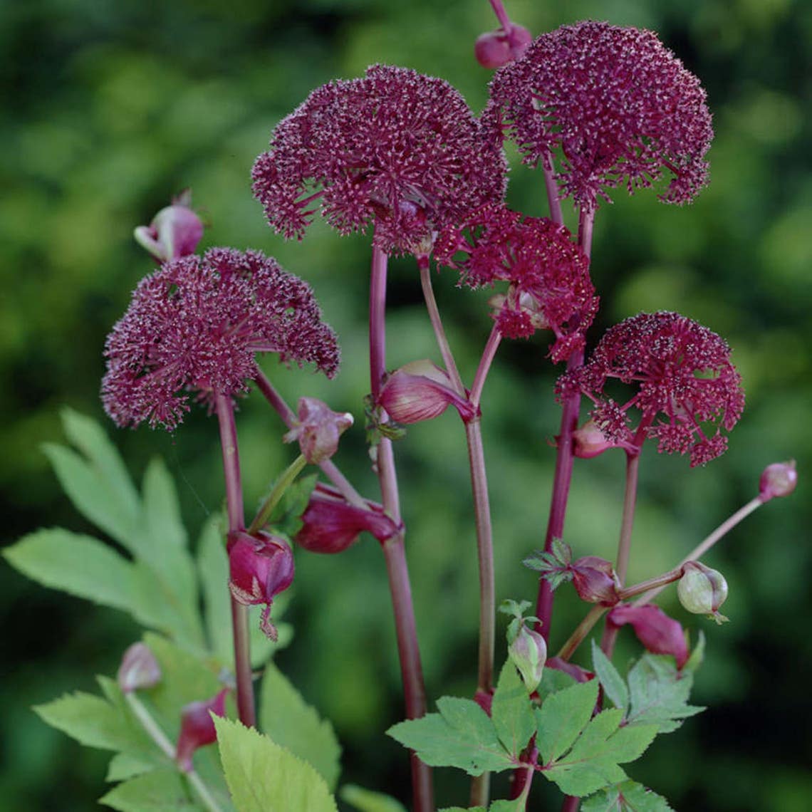 Giant Purple Angelica Seeds angelica Atropurpurea 10 Seeds - Etsy