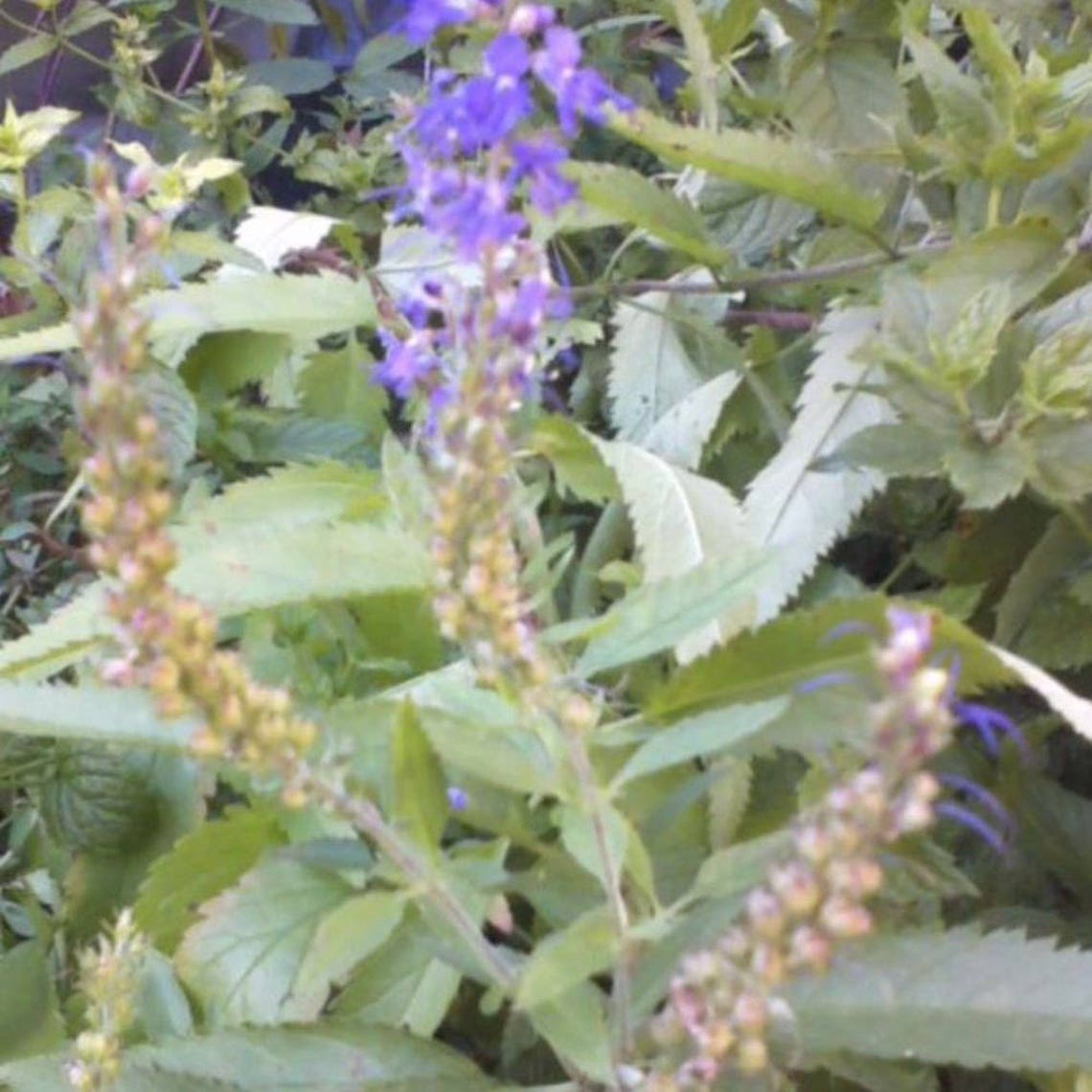 Speedwell Seeds veronica Officinalis 30 seeds in Frozen - Etsy