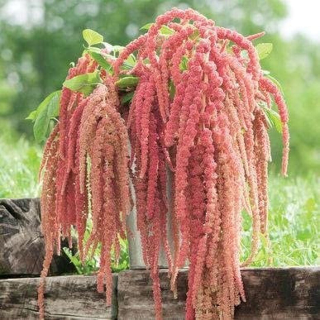 Coral Fountain Amaranth Seeds (amaranthus Caudatus) Packet of 30 Seeds ...