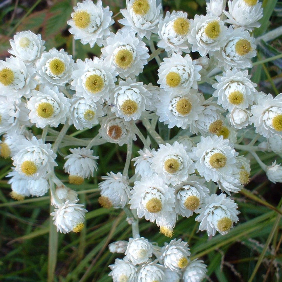 Pearly Everlasting Seeds anaphalis Margaritacea Packet of - Etsy