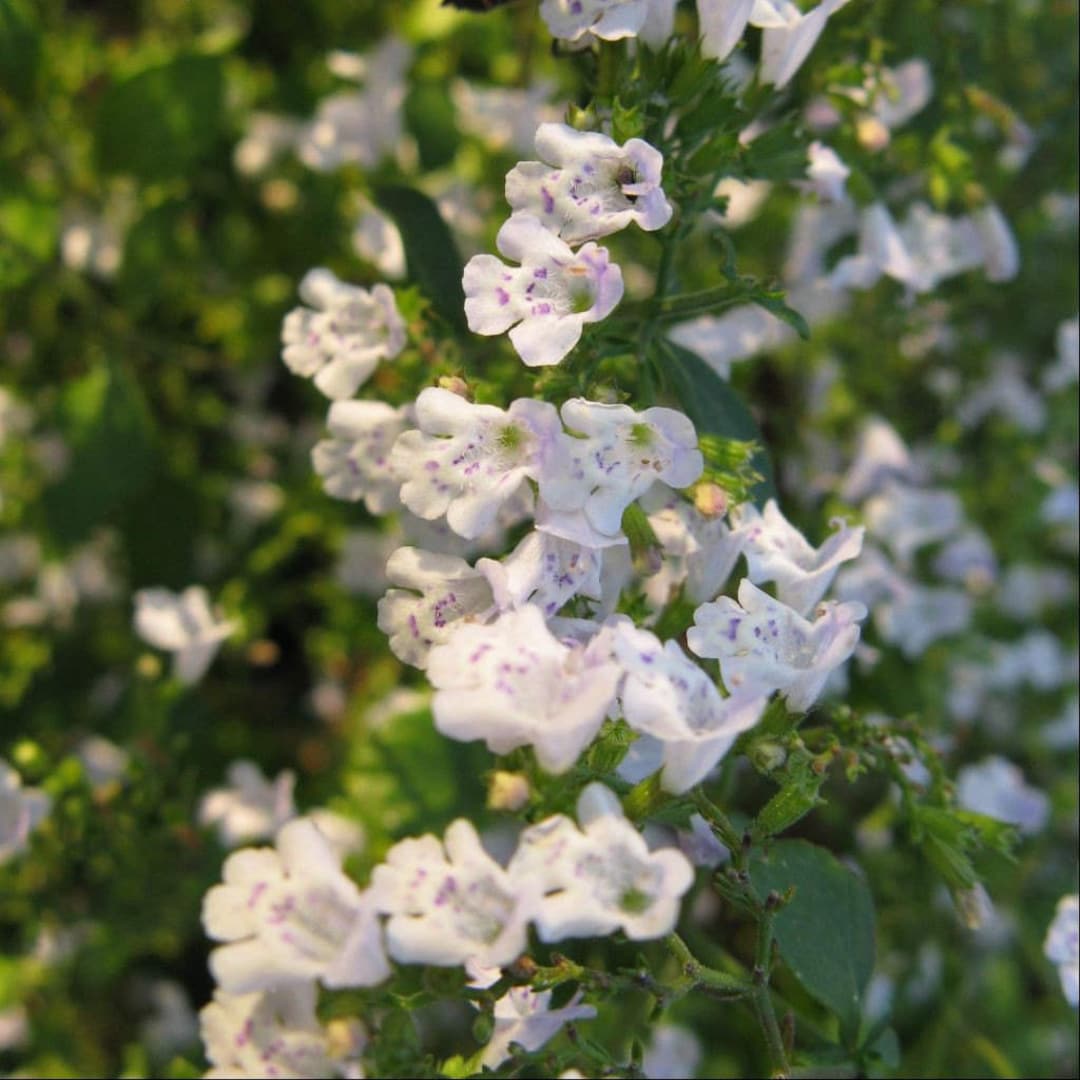 Nepitella Seeds (calamintha Nepeta) Packet of 20 Seeds - Palm Beach ...