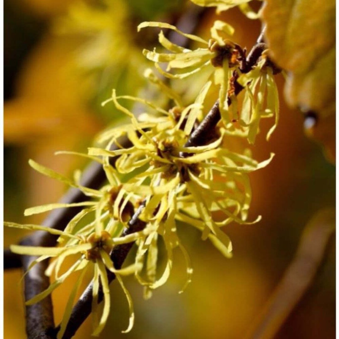 Witch Hazel Seeds (hamamelis Virginiana) Packet of 10 Seeds - Palm ...