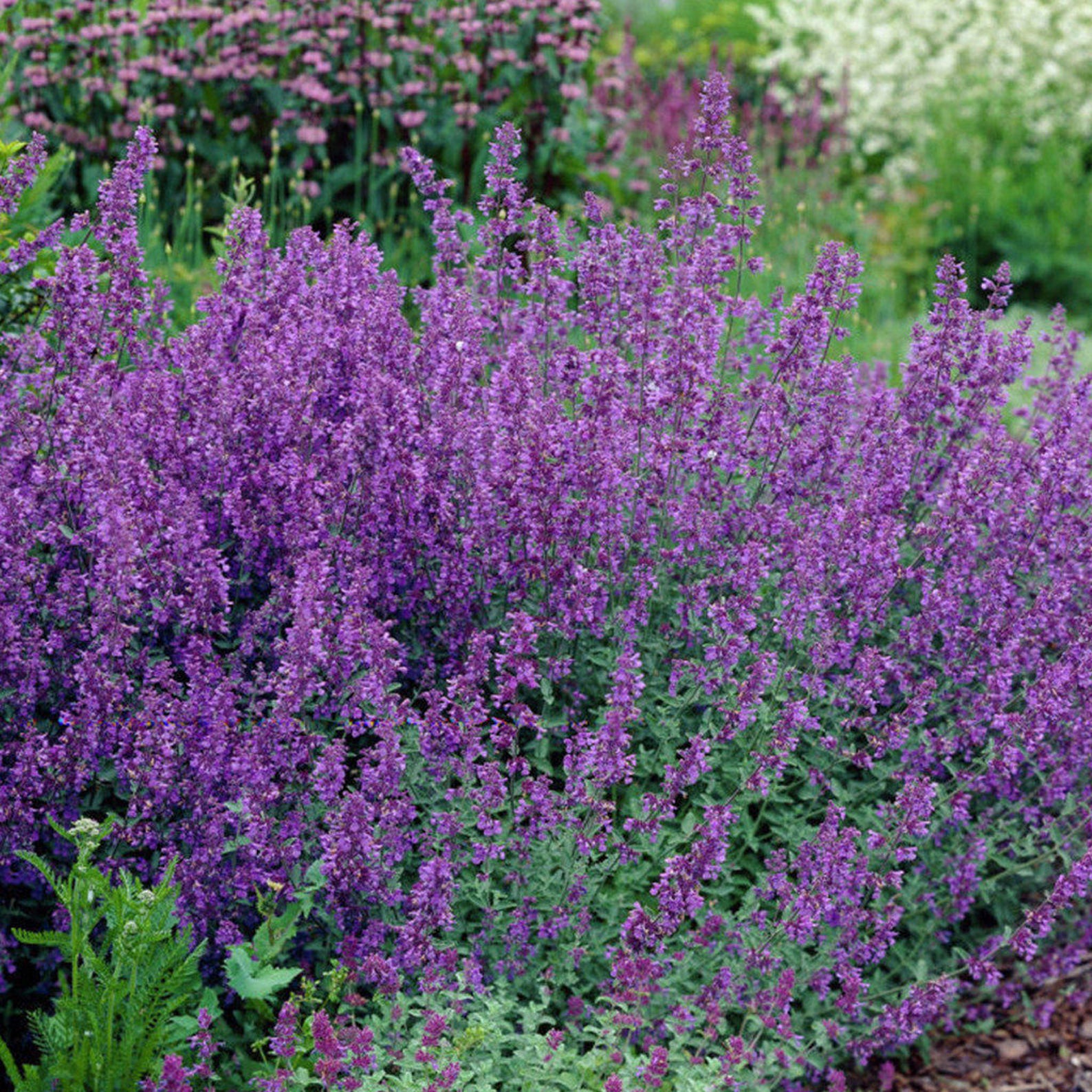 Faassen's Catnip Seeds (nepeta X Faassenii) Packet of 30+ Seeds- Palm ...