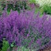 Faassen's Catnip Seeds (nepeta X Faassenii) Packet of 30+ Seeds- Palm ...