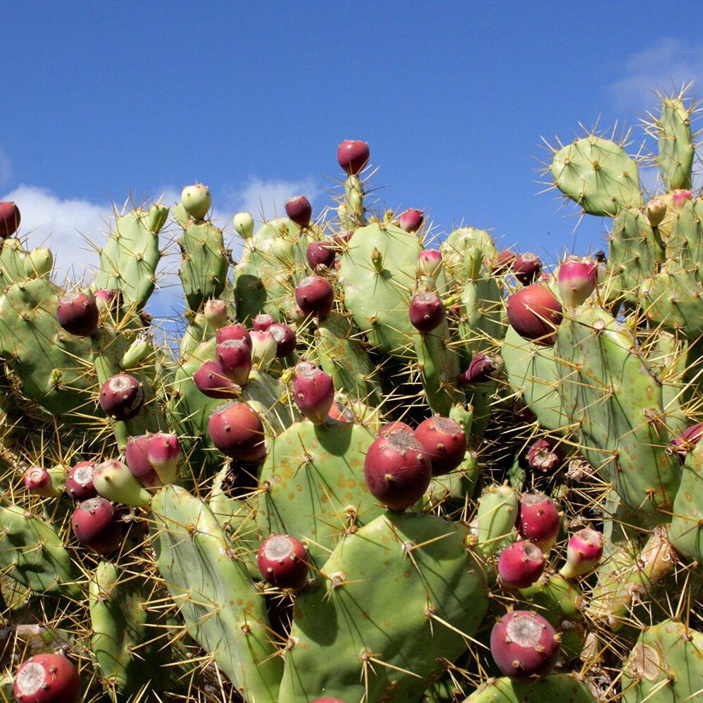 Prickly Pear Cactus Seeds opuntia Stricta Packet of 5 Seeds | Etsy