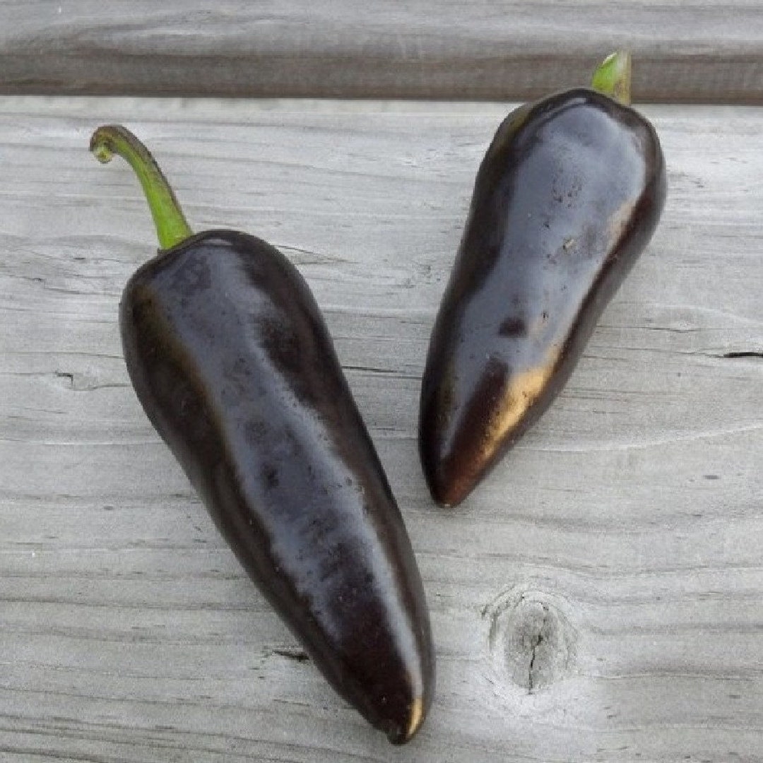Purple Jalapeño Pepper Seeds -packet of 5 Seeds - Palm Beach Seed ...