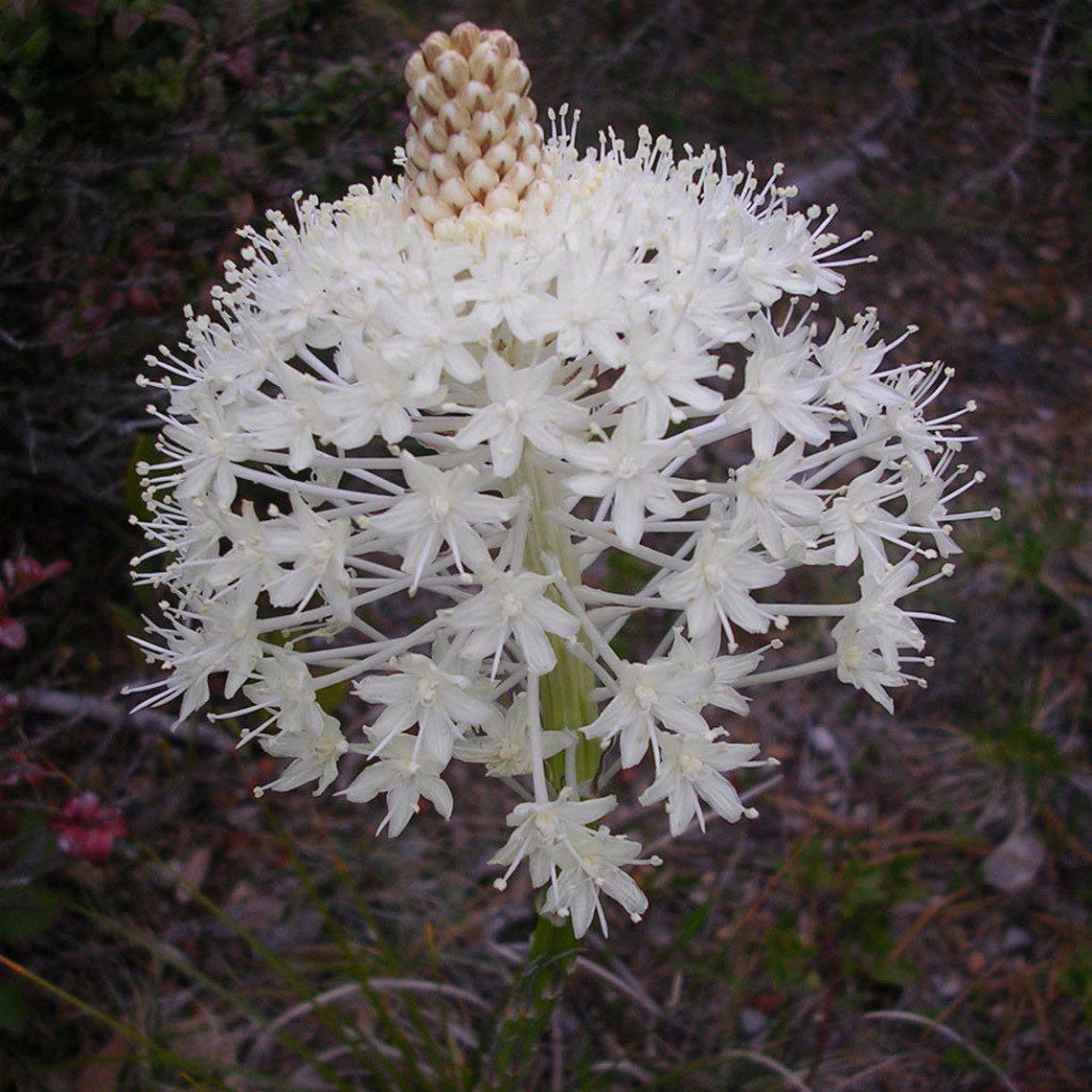 Bear Grass Seeds (xerophyllum Tenax) Packet of 20 Seeds - Palm Beach ...