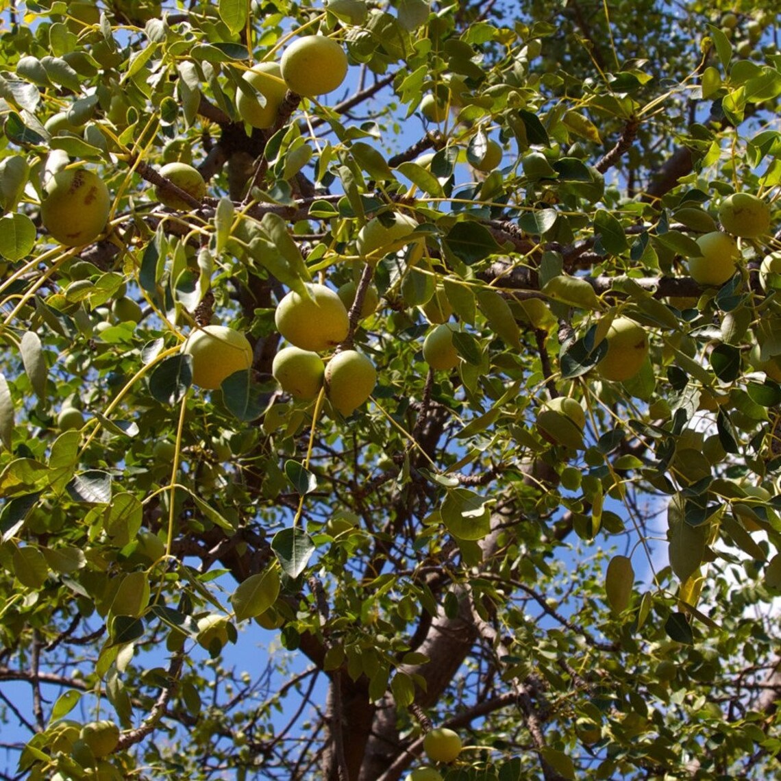African Marula Tree Seeds sclerocarya Birrea Packet of 2 - Etsy Australia