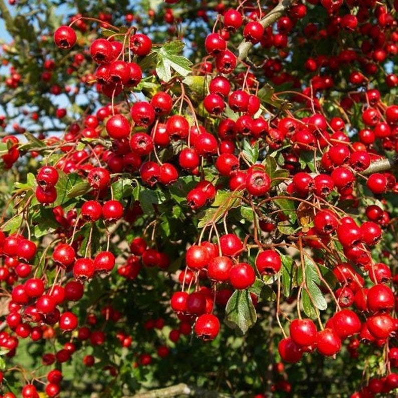 Chinese Hawthorn Seeds crataegus Pinnatifida 3 Rare Seeds - Etsy