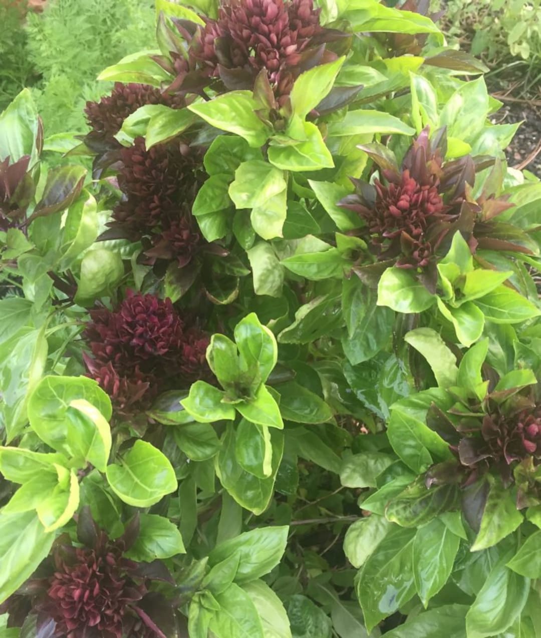 Cardinal Basil Seeds - 30+ Seeds in Frozen Seed Capsules™ for Seed ...