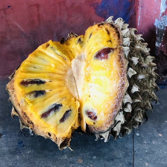 Soncoya Seeds annona Purpurea Packet of 2seeds Palm Beach - Etsy