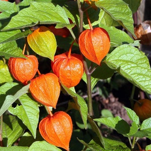 Chinese Lantern Seeds (physalis Alkekengi) 30+ Medicinal Herb Seeds in ...